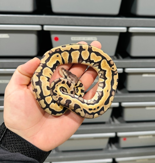 Pastel Puzzle 50% Het Hypo Ball Python by The Python Pit
