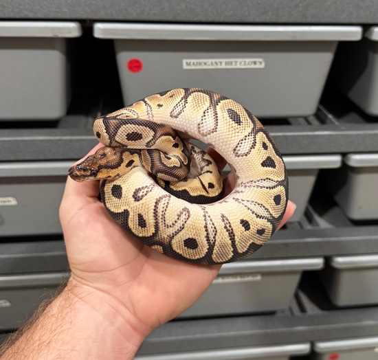 OD Clown Ball Python by The Python Pit