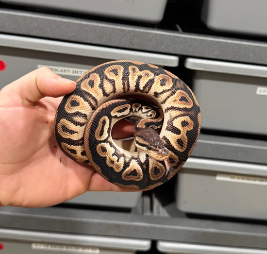 OD Black Pastel Het Clown Ball Python by The Python Pit