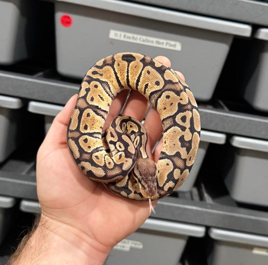 Pastel Het Puzzle 50% Het Hypo Ball Python by The Python Pit