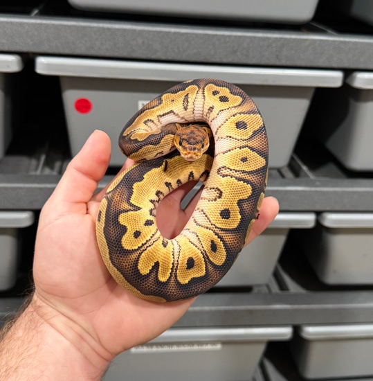 OD Wookie Clown Ball Python by The Python Pit