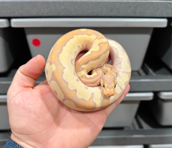 Banana Red Stripe/Yellow Belly Clown Ball Python by The Python Pit
