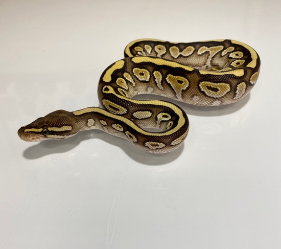 Lesser Yellowbelly 50% Het Pied Ball Python by Moreno Ball Pythons