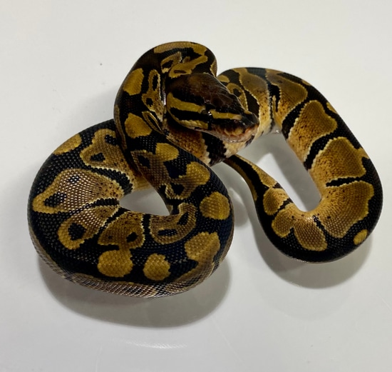 Normal Ball Python by Moreno Ball Pythons
