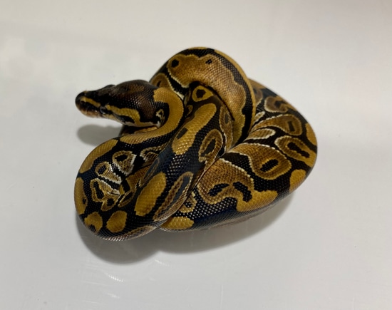 Normal 50% Het Pied Ball Python by Moreno Ball Pythons