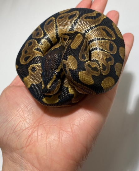 66% Het Pied Ball Python by Moreno Ball Pythons