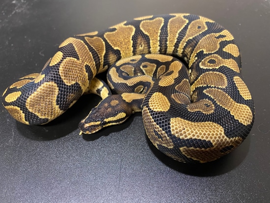 Yellowbelly 50% Het Pied Ball Python by Moreno Ball Pythons