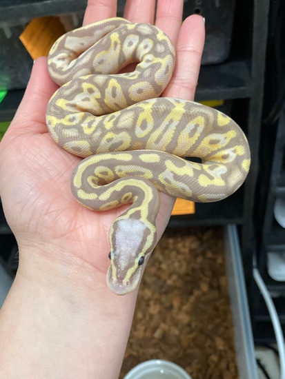 Super Pastel Banana Ball Python by Moreno Ball Pythons