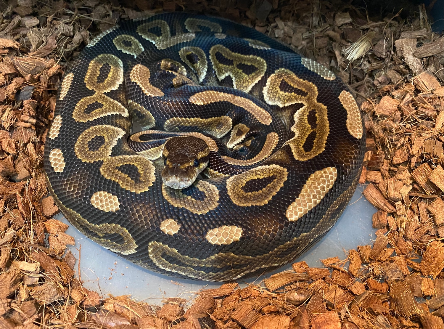 SALE Cinnamon Ball Python by Moreno Ball Pythons - MorphMarket