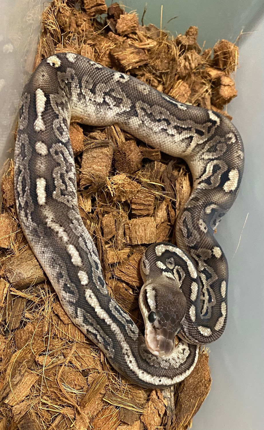 Sandblast Pewter 50% Het Pied Ball Python by Moreno Ball Pythons ...
