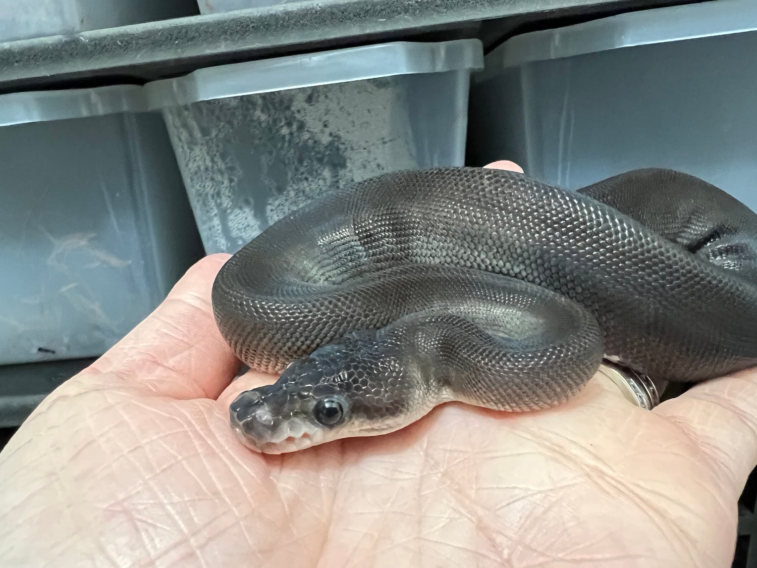 8Ball 50% Het Pied (Small Kink) Ball Python by Moreno Ball Pythons ...