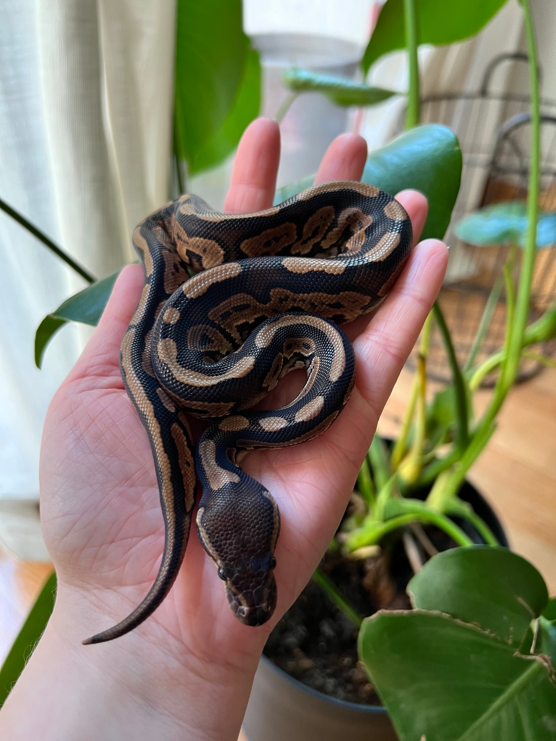 SALE Cinnamon 50% Het Pied Ball Python by Moreno Ball Pythons - MorphMarket