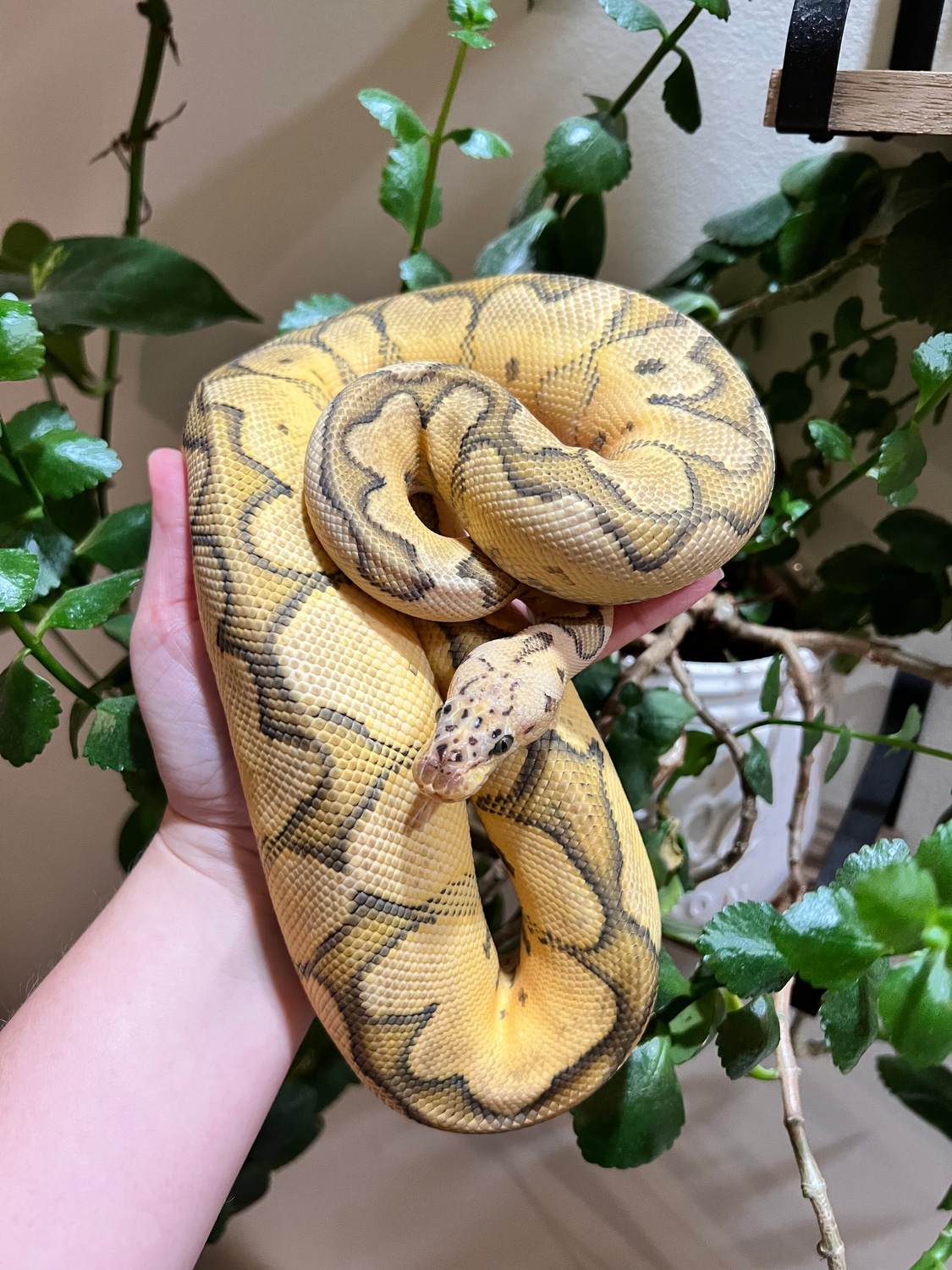 FREE SHIPPING Super Pastel Clown Ball Python by Moreno Ball Pythons - MorphMarket