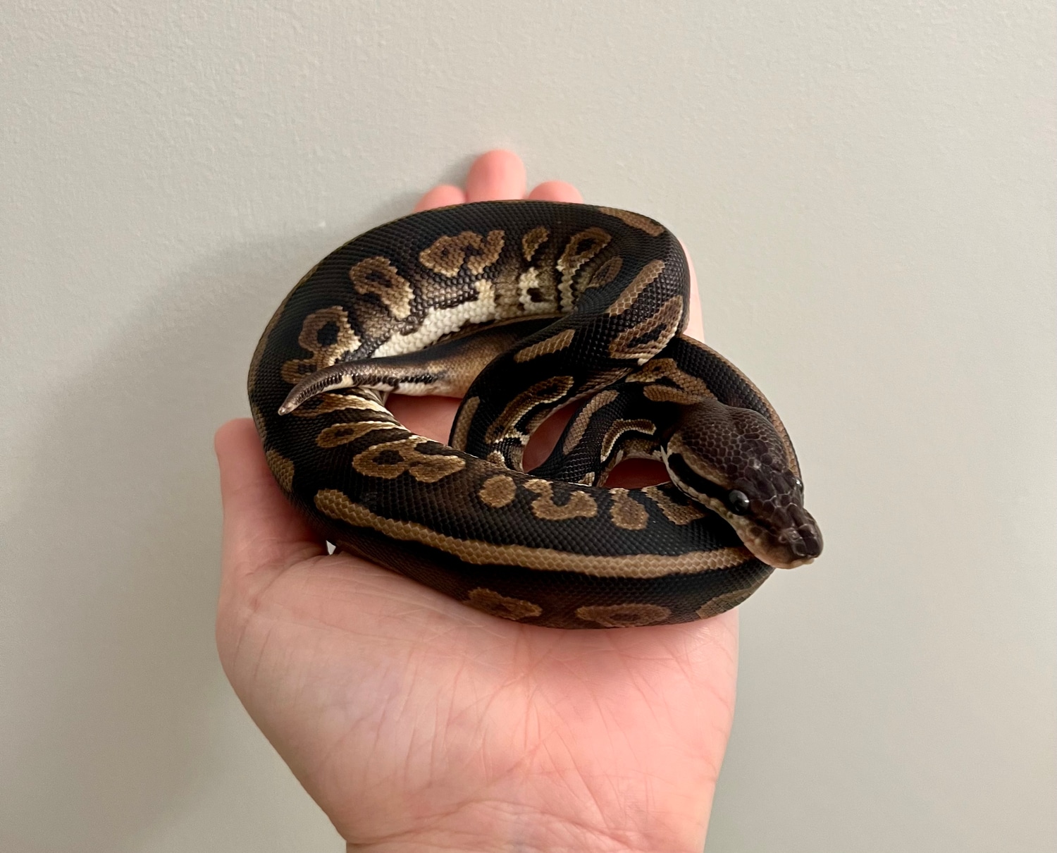 Cinnamon 100% Het Pied Ball Python by Moreno Ball Pythons - MorphMarket