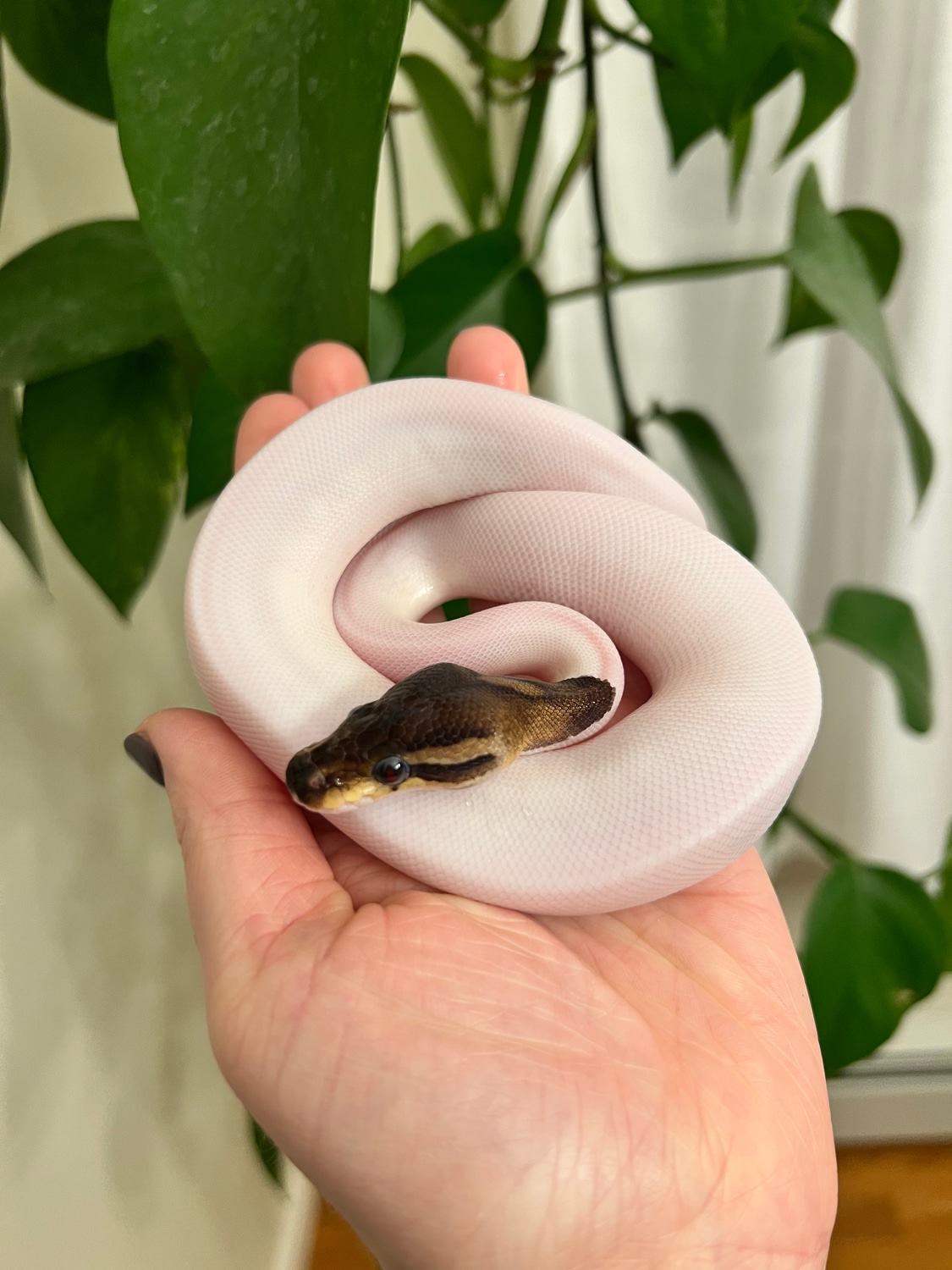 Pewter Pos Sandblast Pied Ball Python by Moreno Ball Pythons - MorphMarket