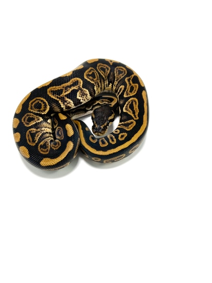 SALE Black Pastel 50% Het Pied Ball Python by Moreno Ball Pythons