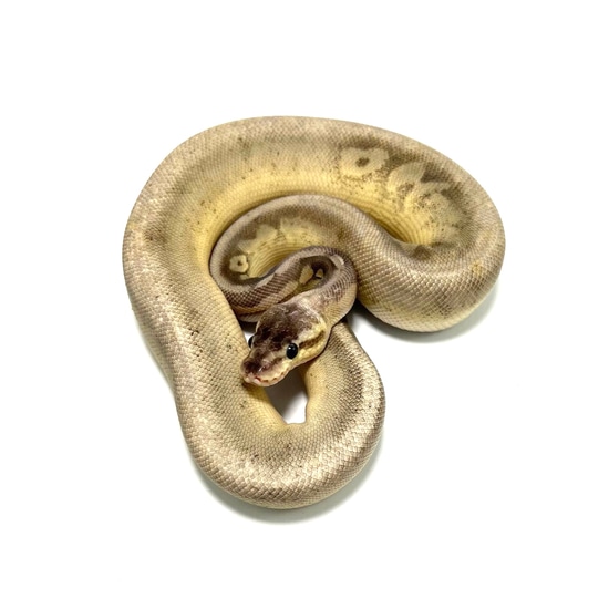 FREE SHIPPING Super Pastel Cinnamon Sandblast 50% Het Pied Ball Python ...