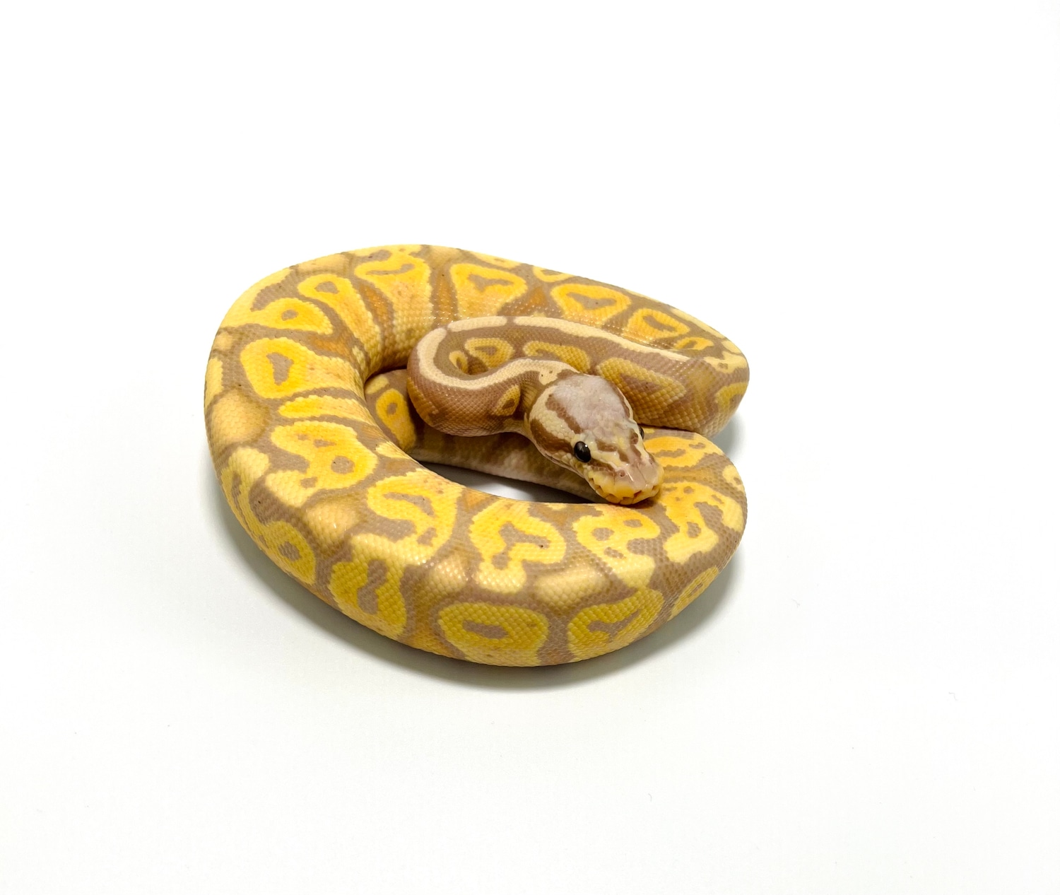 SALE Super Pastel Banana Pos Het Pied/Hypo Ball Python by Moreno Ball ...