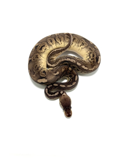 SALE Sandblast Pewter 50% Het Pied Ball Python by Moreno Ball Pythons