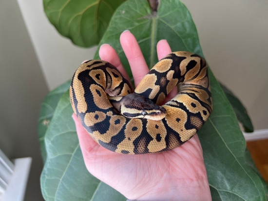 Pastel 50% Het Pied Ball Python by Moreno Ball Pythons
