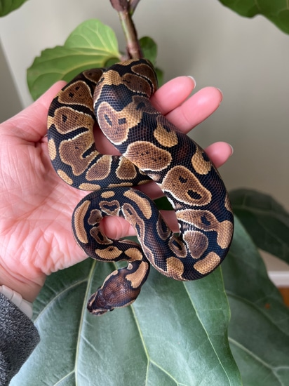 Sandblast 50% Het Pied Ball Python by Moreno Ball Pythons