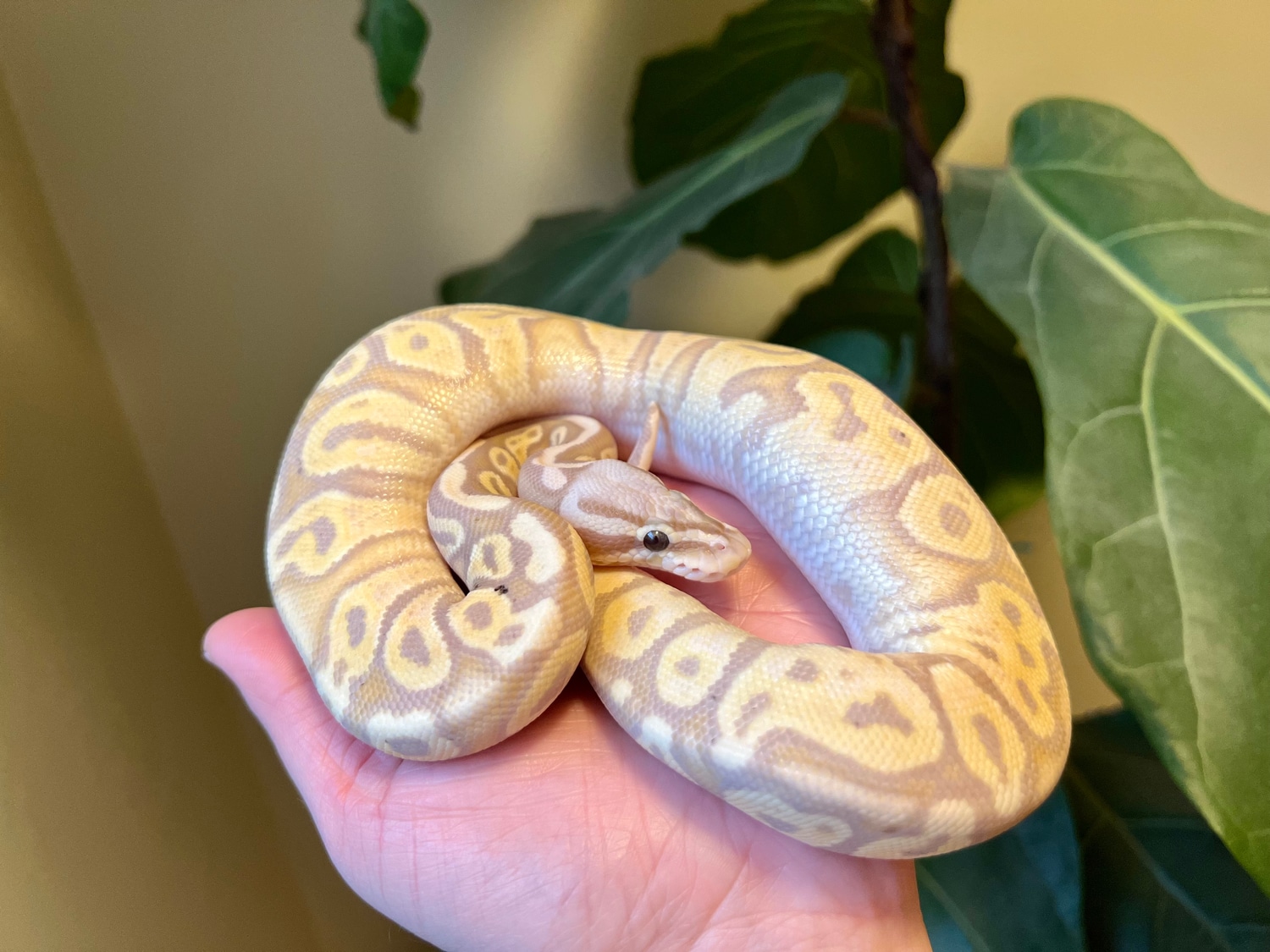 Super Pastel Banana 50% Het Pied/Hypo Ball Python by Moreno Ball ...
