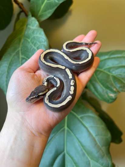 66% Het Pied/Clown GHI Mojave Ball Python by Moreno Ball Pythons