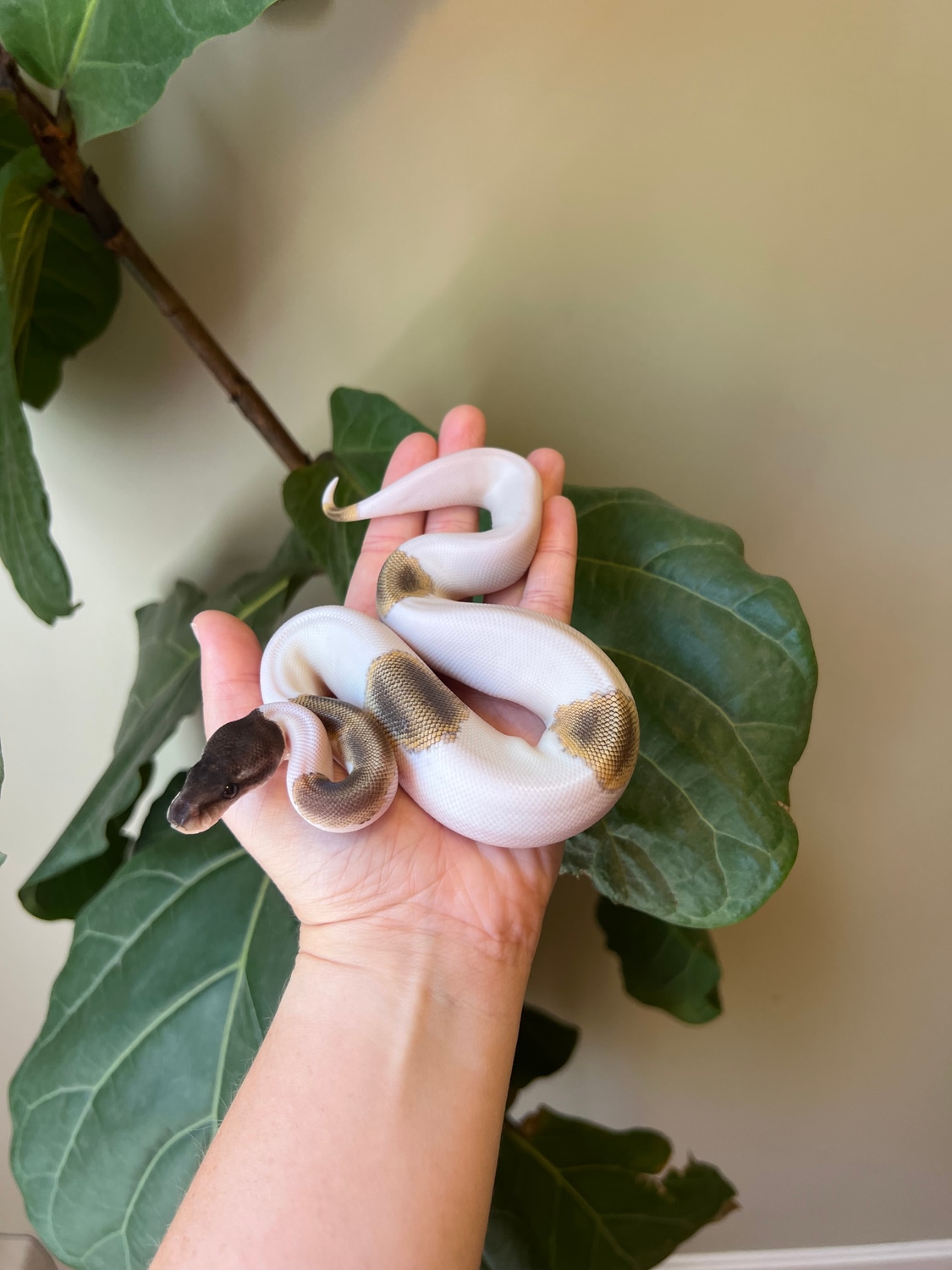 50% Het Clown GHI Mojave Pied Ball Python by Moreno Ball Pythons ...