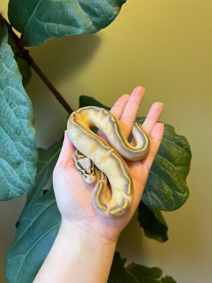 Pastel Highway Ball Python by Moreno Ball Pythons