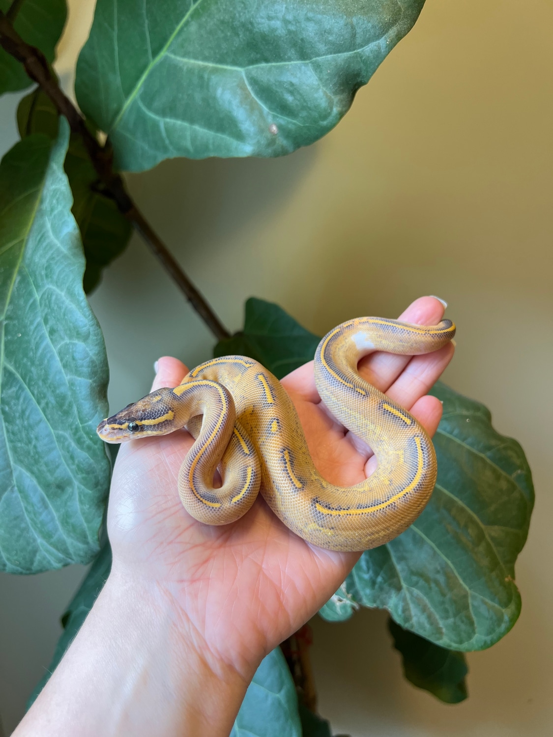 Highway Ball Python by Moreno Ball Pythons - MorphMarket