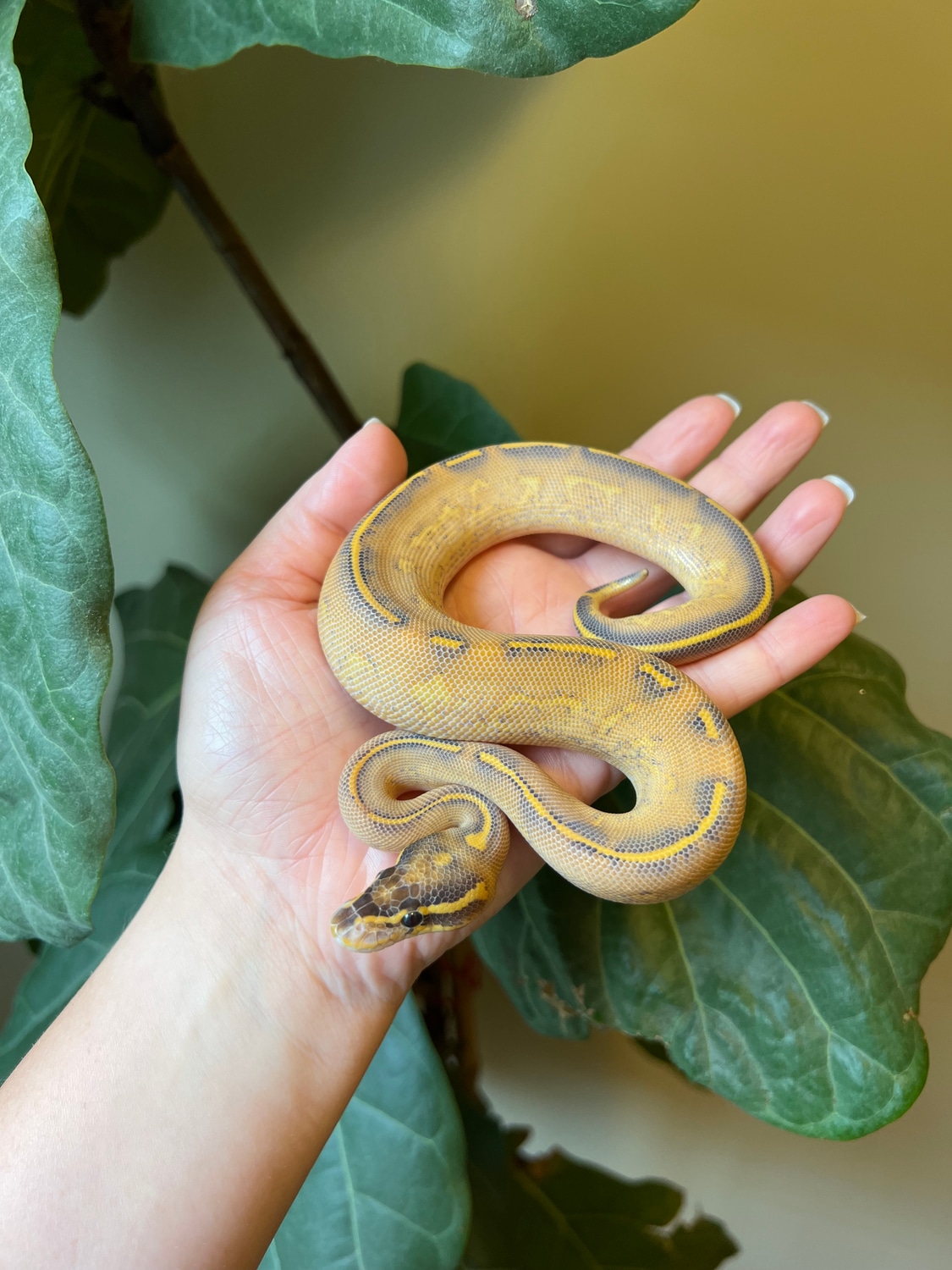 Highway Ball Python by Moreno Ball Pythons - MorphMarket