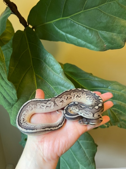 Pewter Sandblast 50% Het Pied Ball Python by Moreno Ball Pythons