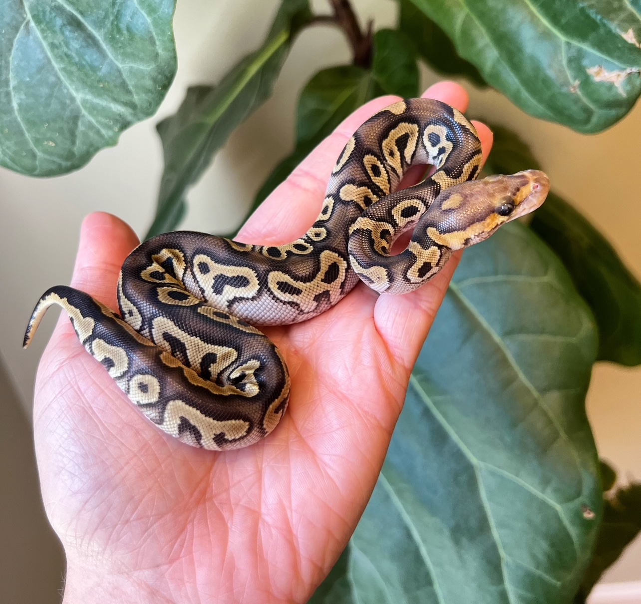 Mojave Clown 66% Het Pied Ball Python by Moreno Ball Pythons - MorphMarket