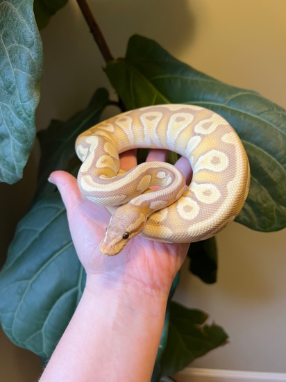 Banana Black Pewter Mojave 100% Het Pied Ball Python by Moreno Ball Pythons