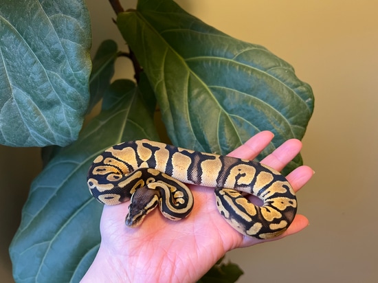 Pastel 50% Het Pied/Clown Ball Python by Moreno Ball Pythons
