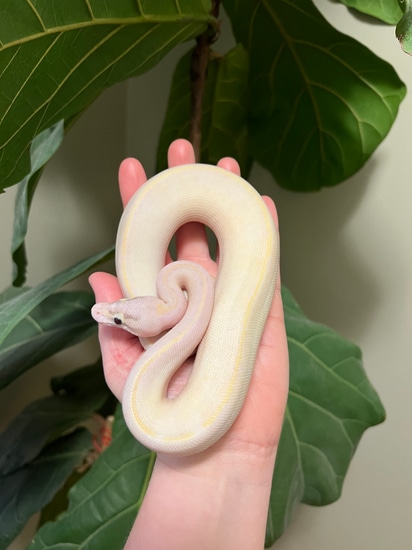 Pastel Ivory Ball Python by Moreno Ball Pythons