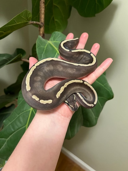 GHI Mojave Het Pied 50% Het Clown Ball Python by Moreno Ball Pythons