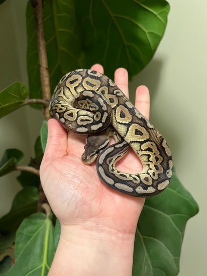 Pewter 50% Het Pied Ball Python by Moreno Ball Pythons