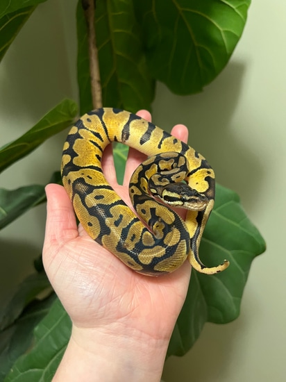Pastel 50% Het Pied Ball Python by Moreno Ball Pythons