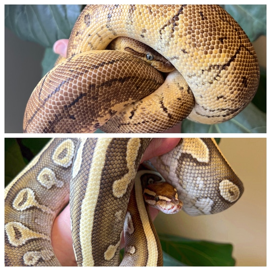 Adult Female Pair Ball Python by Moreno Ball Pythons