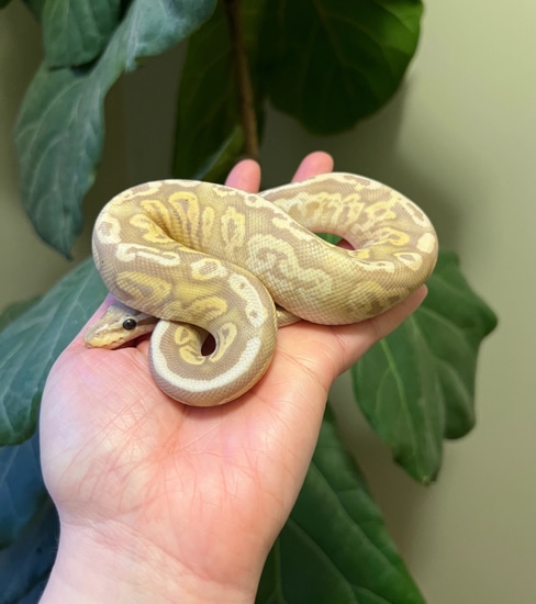 Banana Black Pewter Leopard 100% Het Pied 50% Het Hypo Ball Python by ...