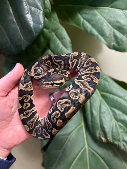 GHI 100% Het Pied 50% Het Clown Ball Python by Moreno Ball Pythons