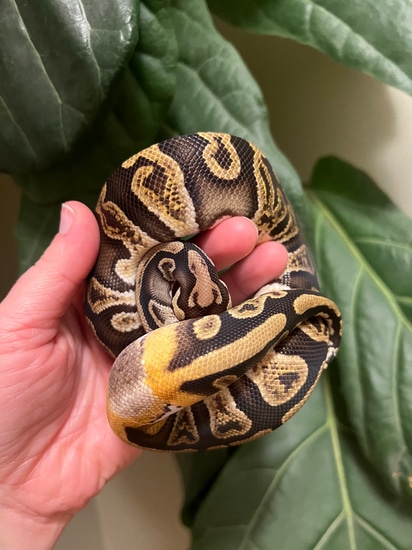 CASPER GHI 66% Het Clown/Pied -ghost Symbol And Ringer! One Of A Kind ...