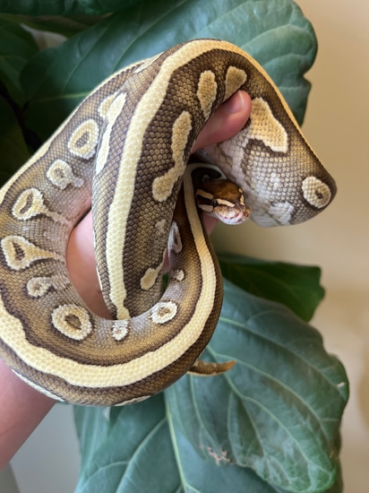 Lesser Yellowbelly 50% Het Pied Ball Python by Moreno Ball Pythons
