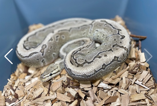 Fire Pin 100% Het VPI Axanthic Ball Python by Moreno Ball Pythons