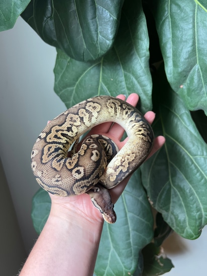 Black Pewter 100% Het Pied 50% Het Hypo Ball Python by Moreno Ball Pythons