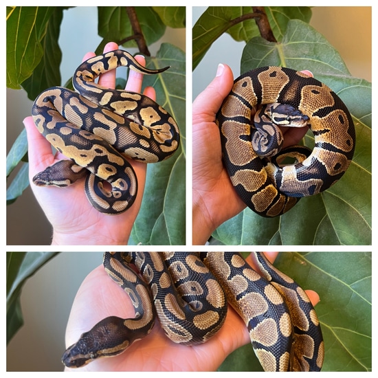 1.2 Clown Pied Project Ball Python by Moreno Ball Pythons