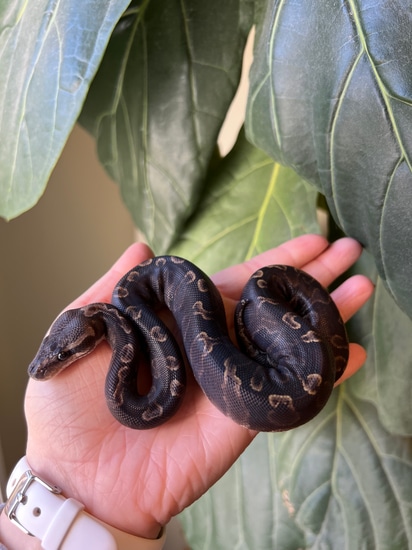 Super GHI 50% Het Clown/Pied Ball Python by Moreno Ball Pythons