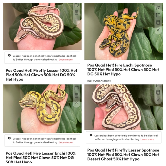 Group Pos Quad Het Females Ball Python by Moreno Ball Pythons