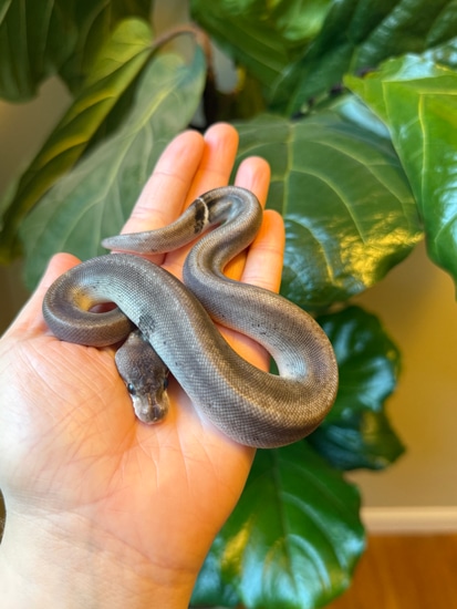 FLASH SALE Urban Camo Super Cinnamon Pastel Sandblast 50% Het Pied Ball ...